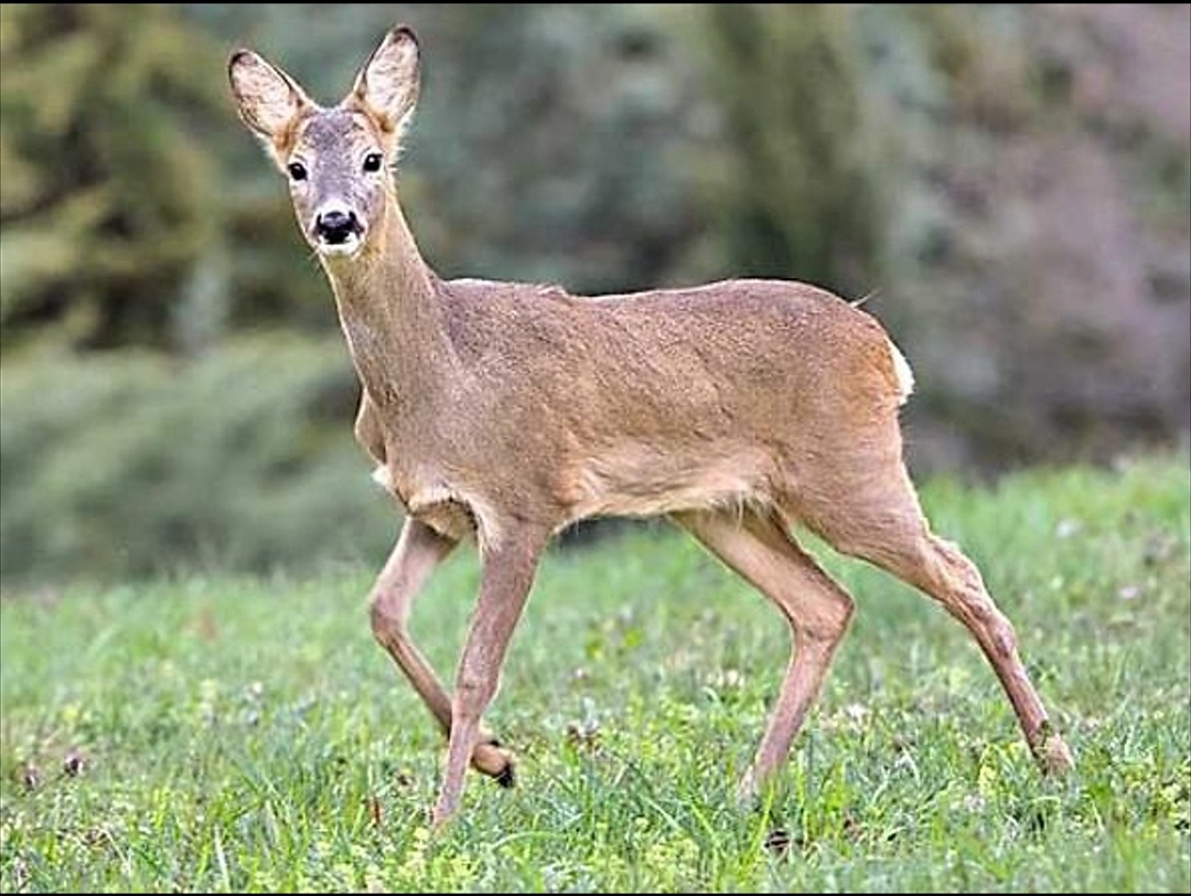 Comune FacilePA – Demo WP Comuni Agid by Qweb – FacilePA